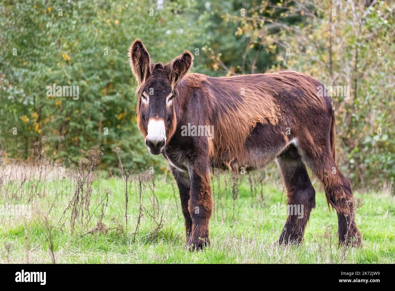 Baudet du Poitou stallion, also Poitevin or Poitou donkey endangered ...