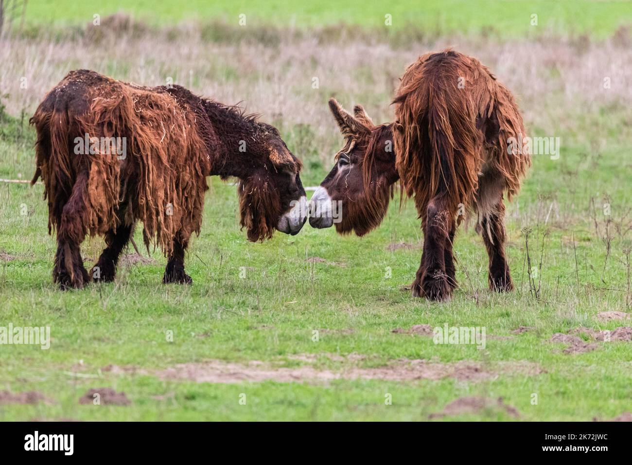 Baudet du Poitou mares grooming each other, also Poitevin or Poitou ...