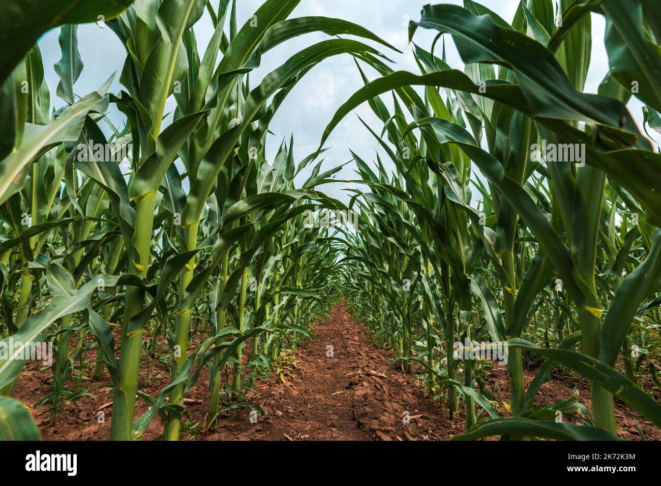 Corn plantation. Young green maize crops in cultivated field in ...