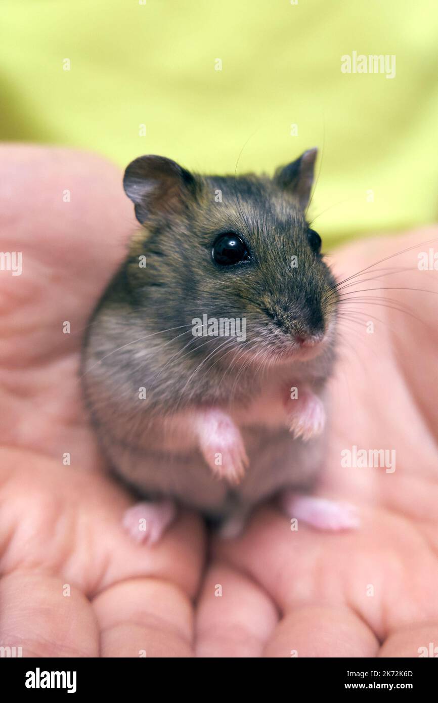 Cute Djungarian hamster sitting on his hands Stock Photo - Alamy
