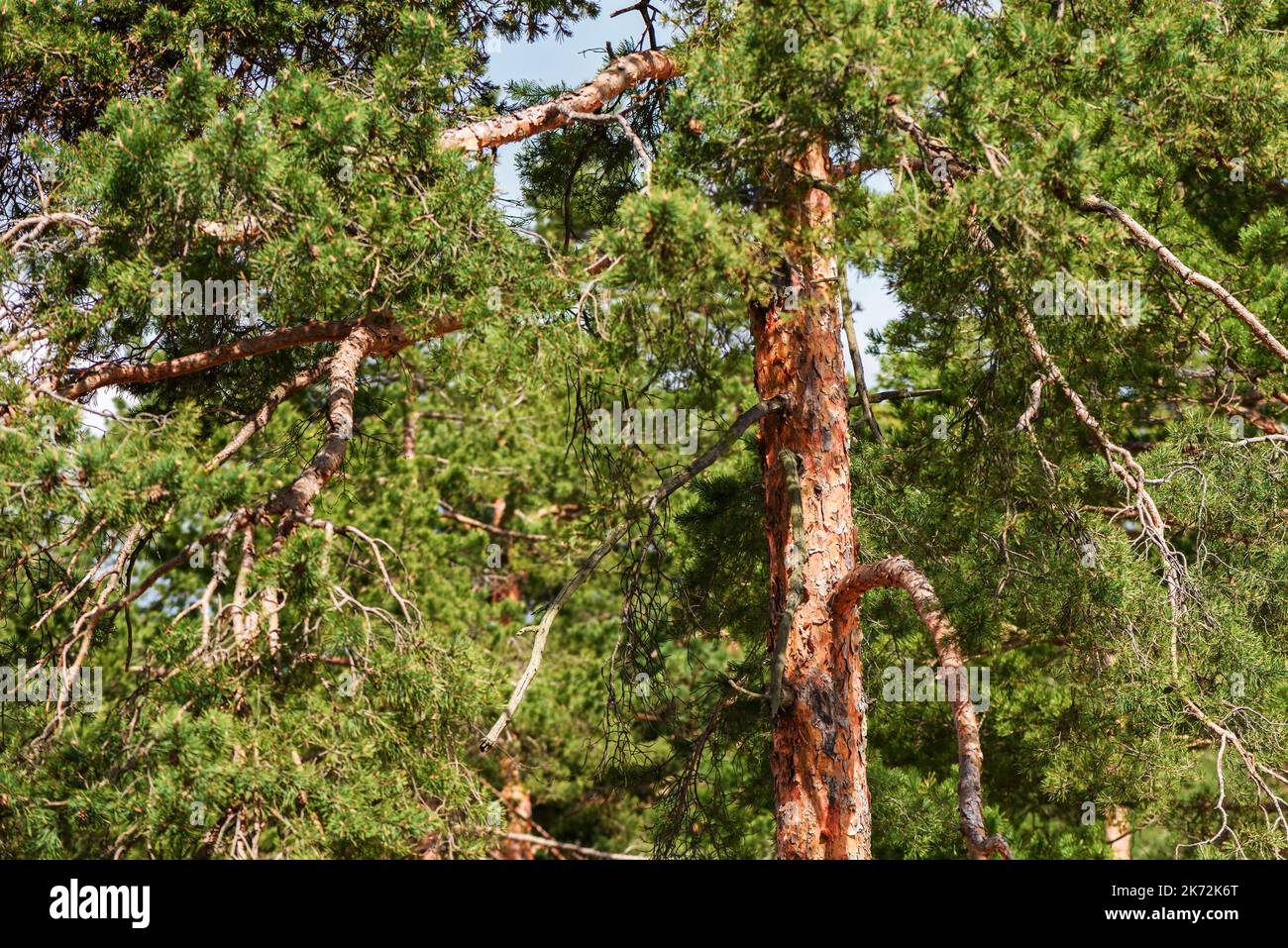 Very tall pine tree hi-res stock photography and images - Alamy