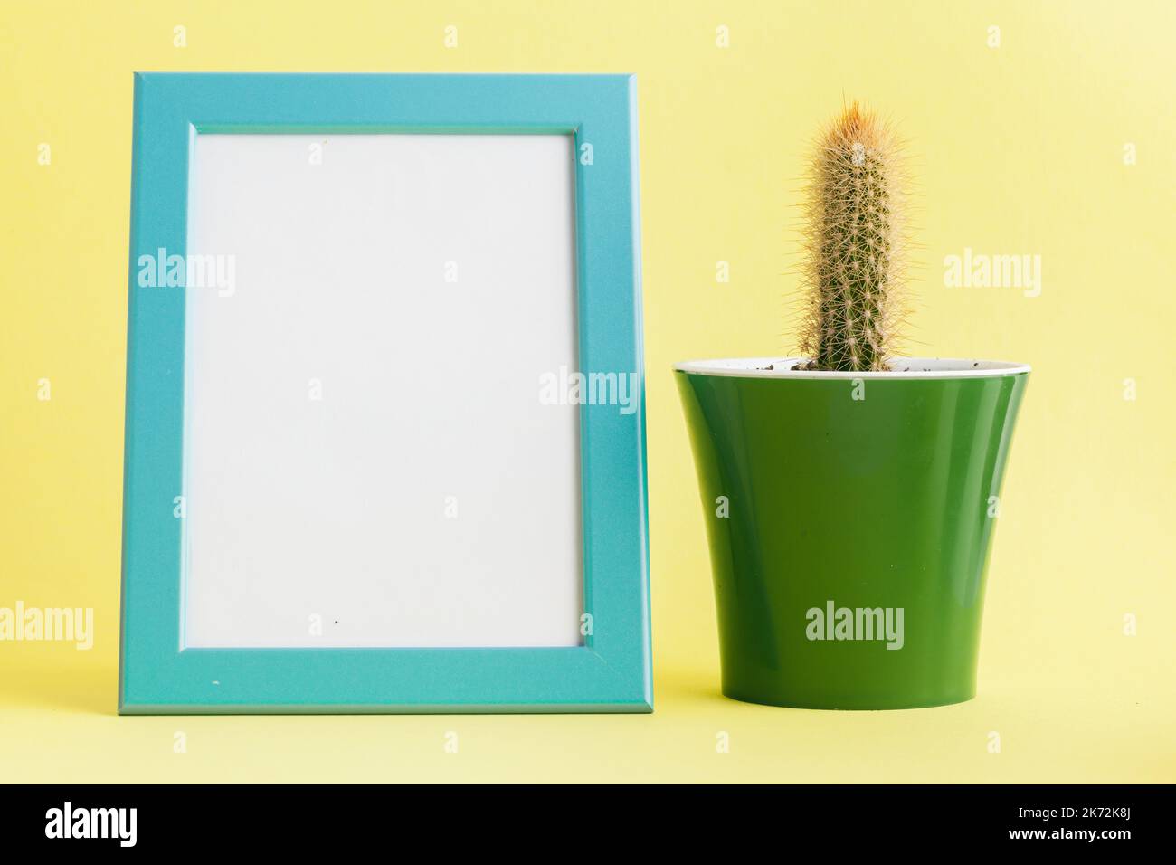 succulent plant on a yellow background Stock Photo - Alamy