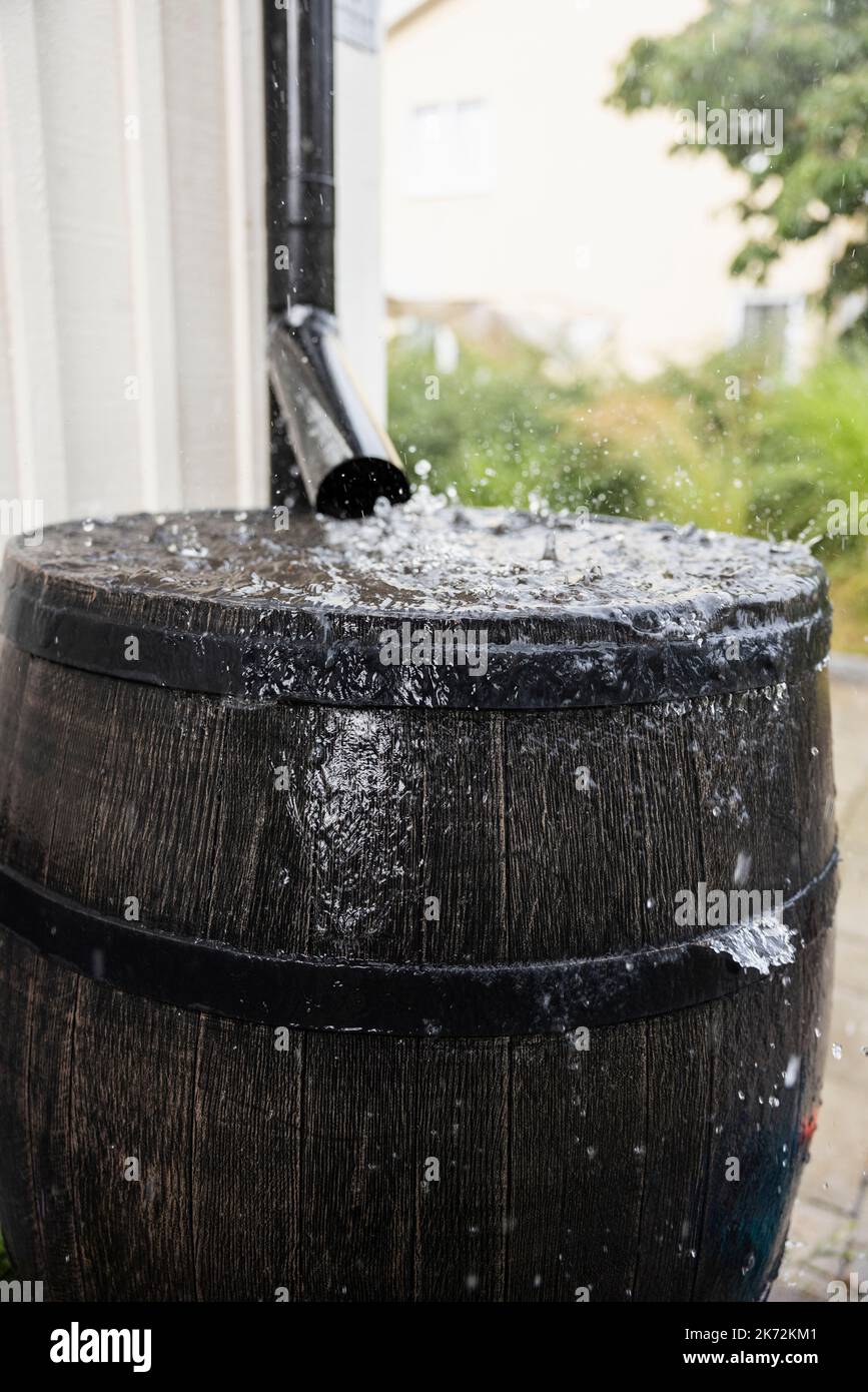 Barrel collecting rainwater in garden Stock Photo - Alamy