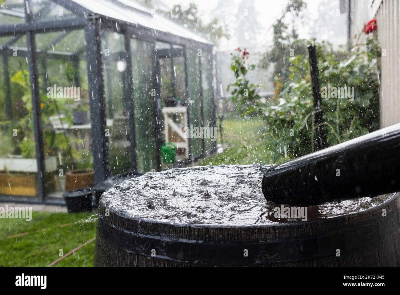 Barrel collecting rainwater in garden Stock Photo - Alamy