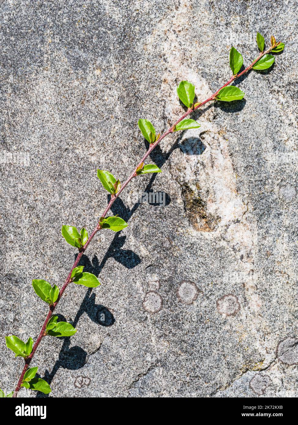 Rock branch hi-res stock photography and images - Alamy