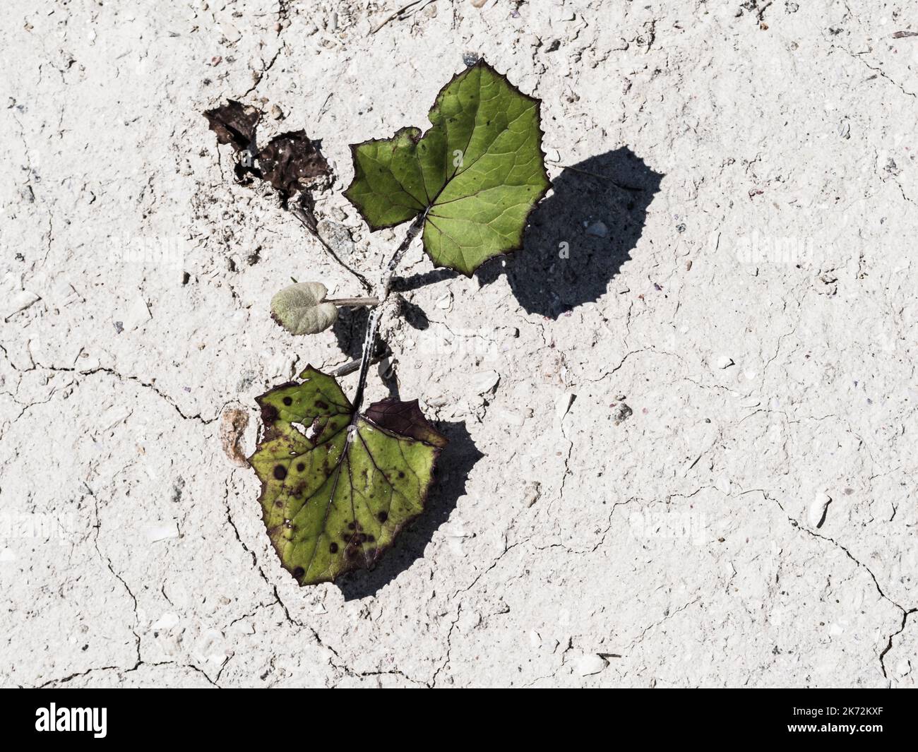 Plant growing out of dry soil Stock Photo - Alamy