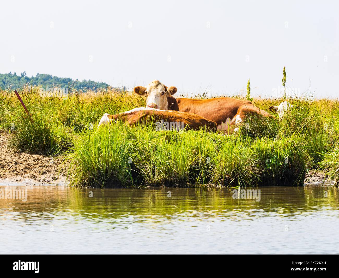 Cows lying down at river Stock Photo - Alamy