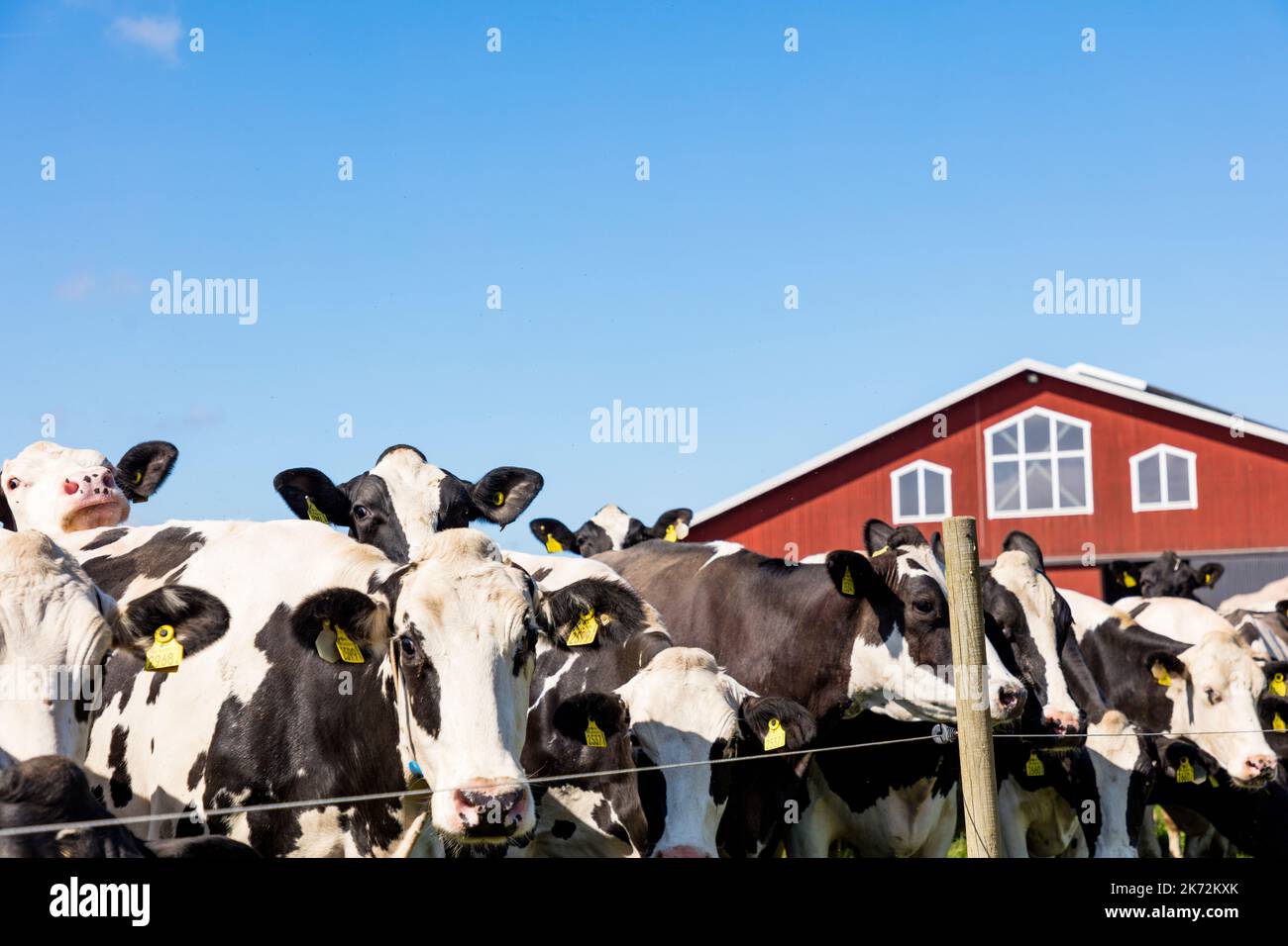 Cattles in farm Stock Photo - Alamy