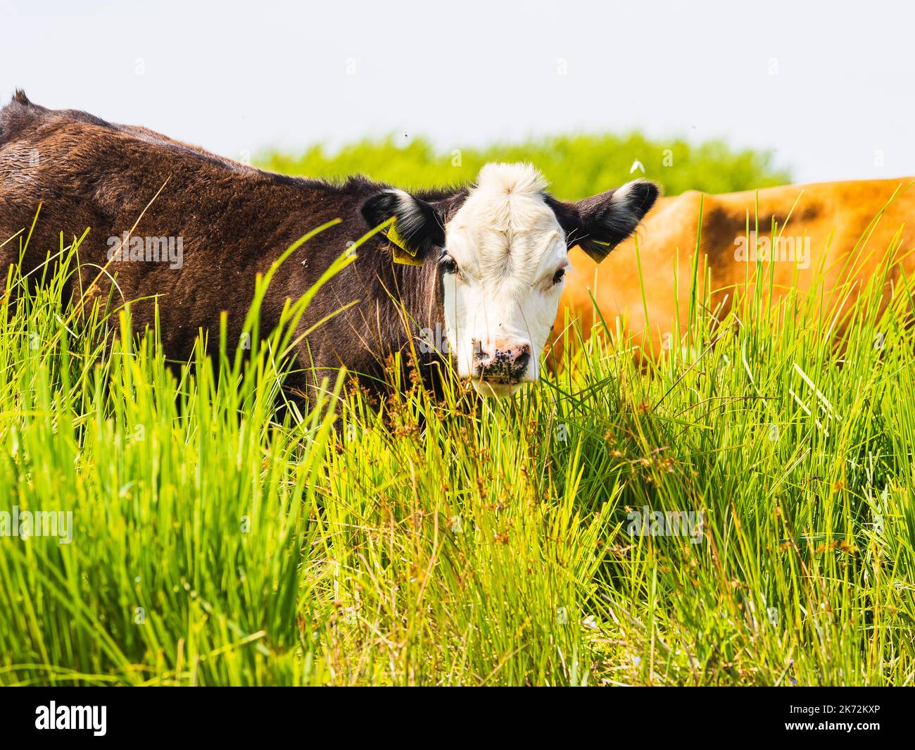 Domestic dairy cattle grazing in hi-res stock photography and images ...