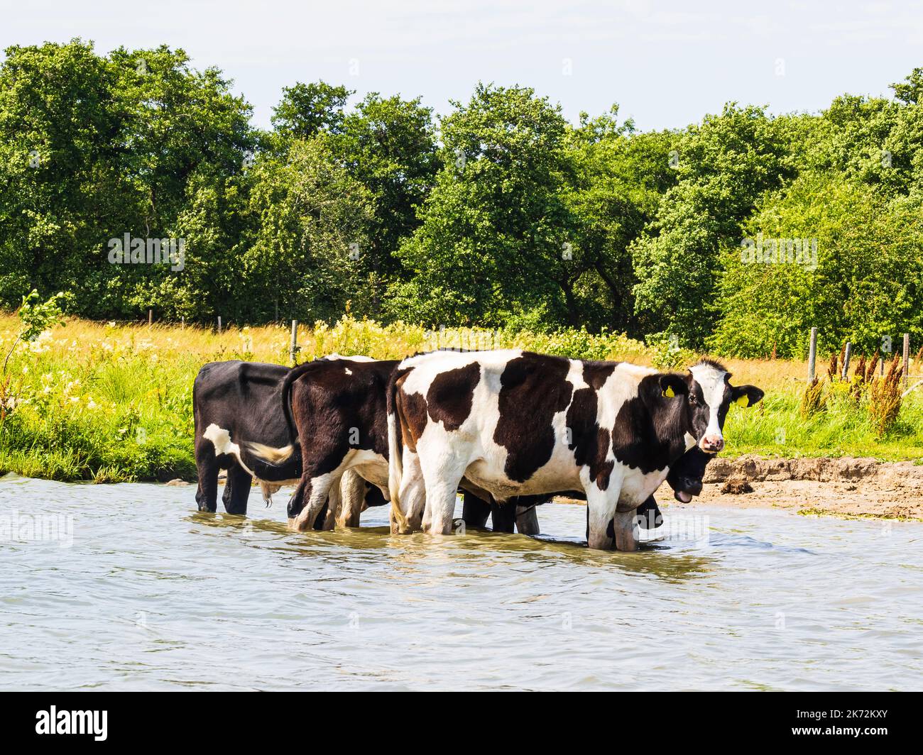 Cows standing in river Stock Photo - Alamy