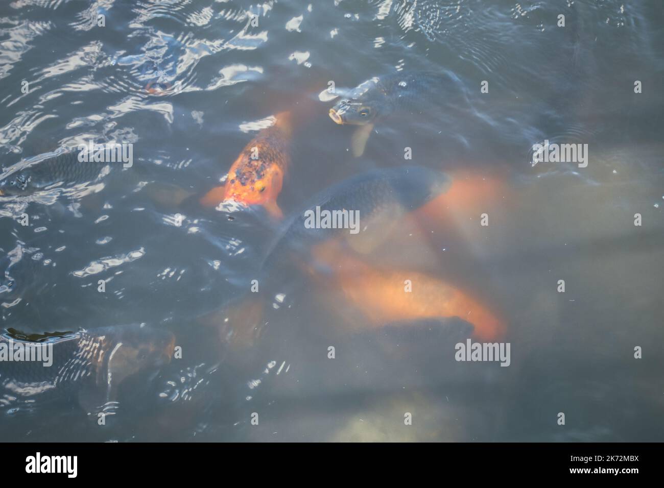 Fish in Taudaha Lake, Kathmandu Stock Photo - Alamy