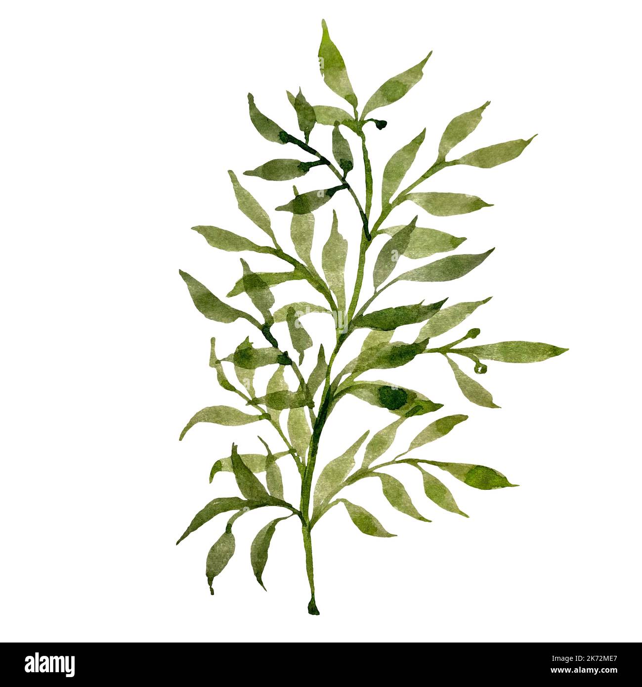 a beauty green branch leaves watercolor illustration Stock Photo - Alamy