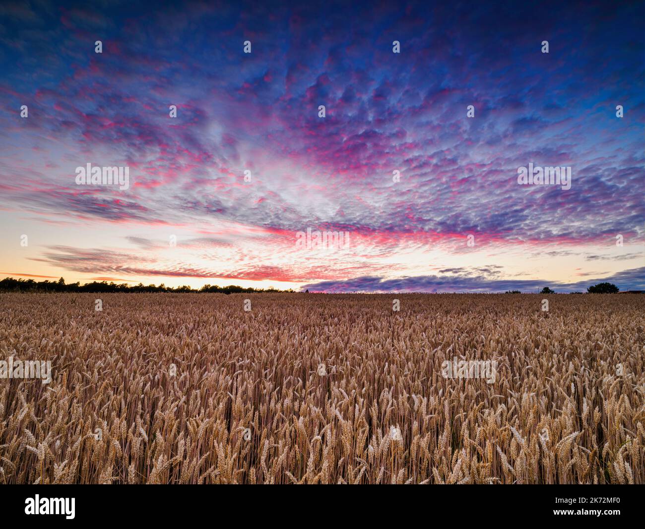 Wheat field at sunset Stock Photo - Alamy