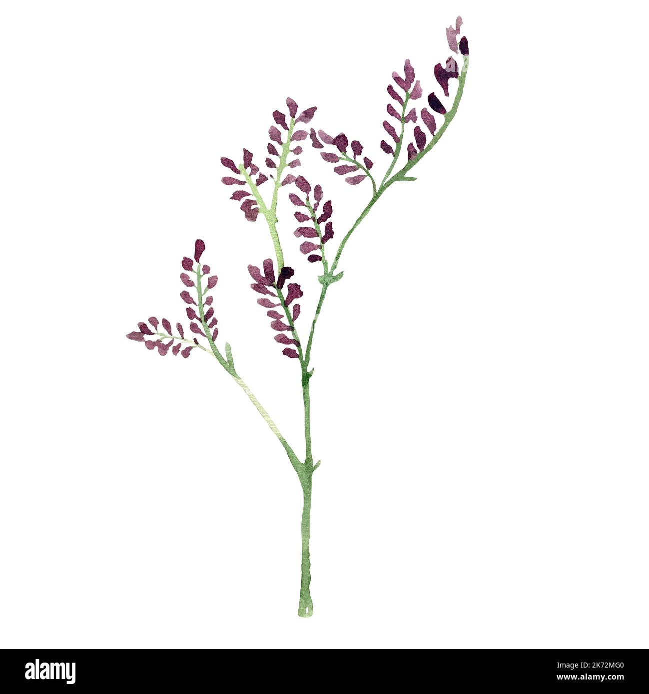 Violet flower illustration hi-res stock photography and images - Alamy