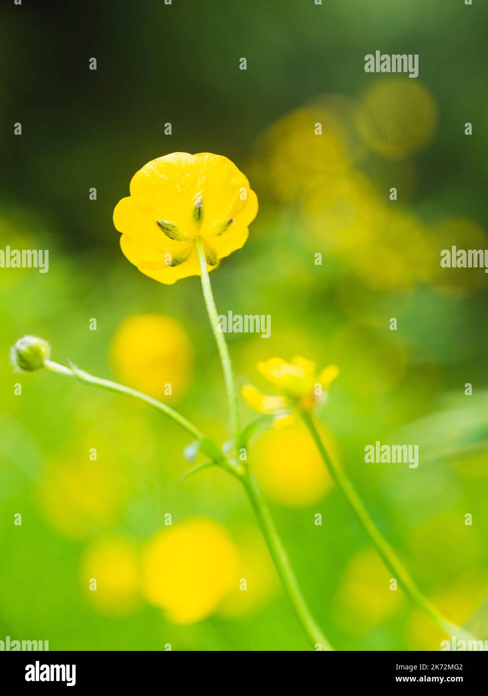 Close up buttercup hi-res stock photography and images - Alamy