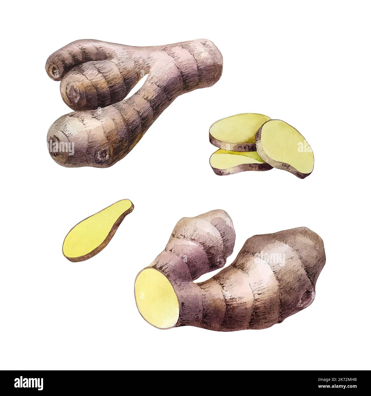 Ginger Illustration