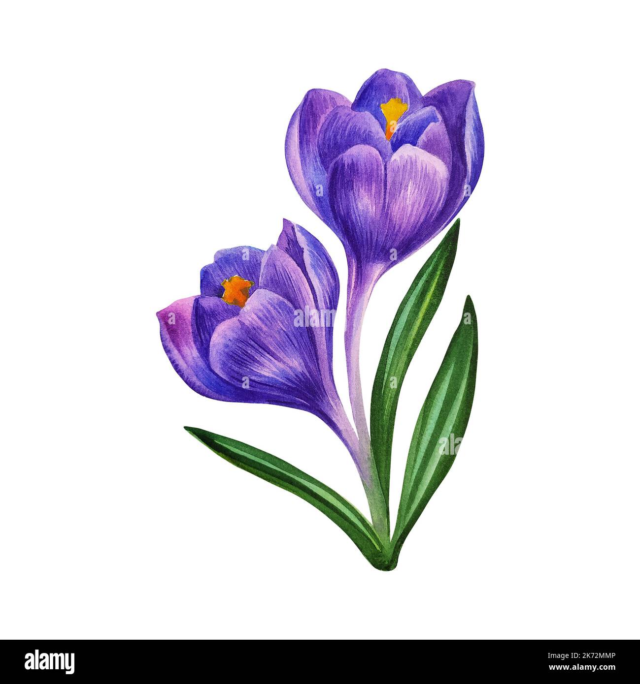 Crocus blue. Watercolor illustration. Isolated on white background ...