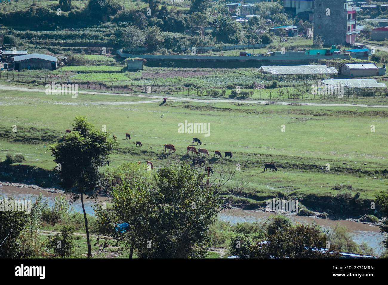 Aerial view cattle grazing next hi-res stock photography and images - Alamy