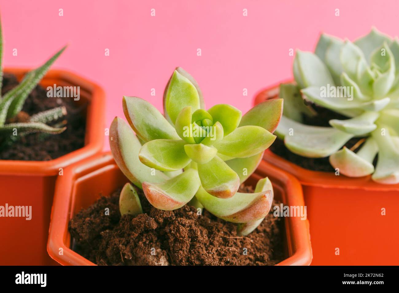 Succulent plants on pastel pink background. Flat lay Stock Photo - Alamy