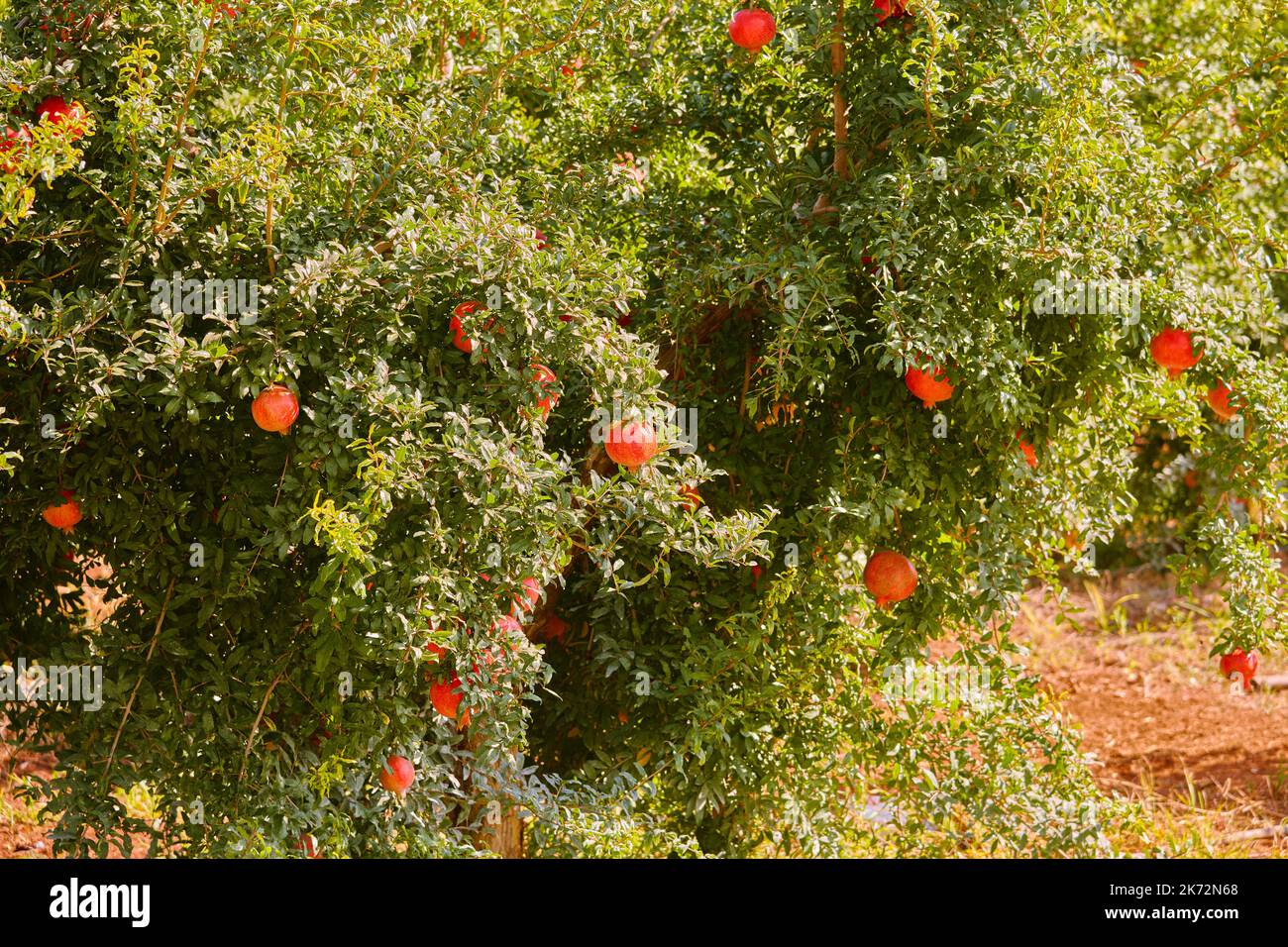 Organic pomegranate hanging on a tree branch on a sunny day Stock Photo ...