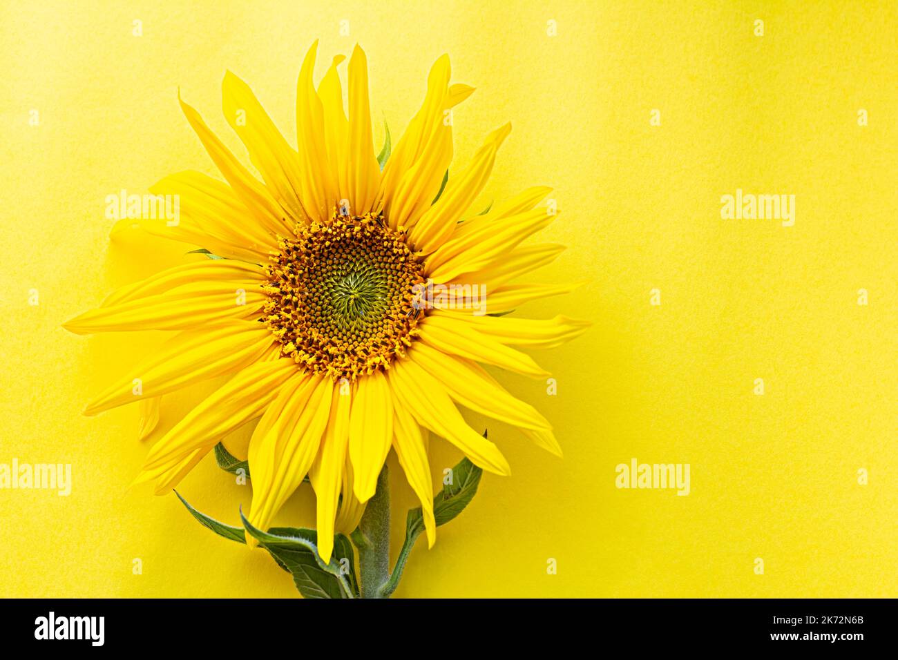 Sunflower flower on a yellow background. Selective focus, out of focus ...