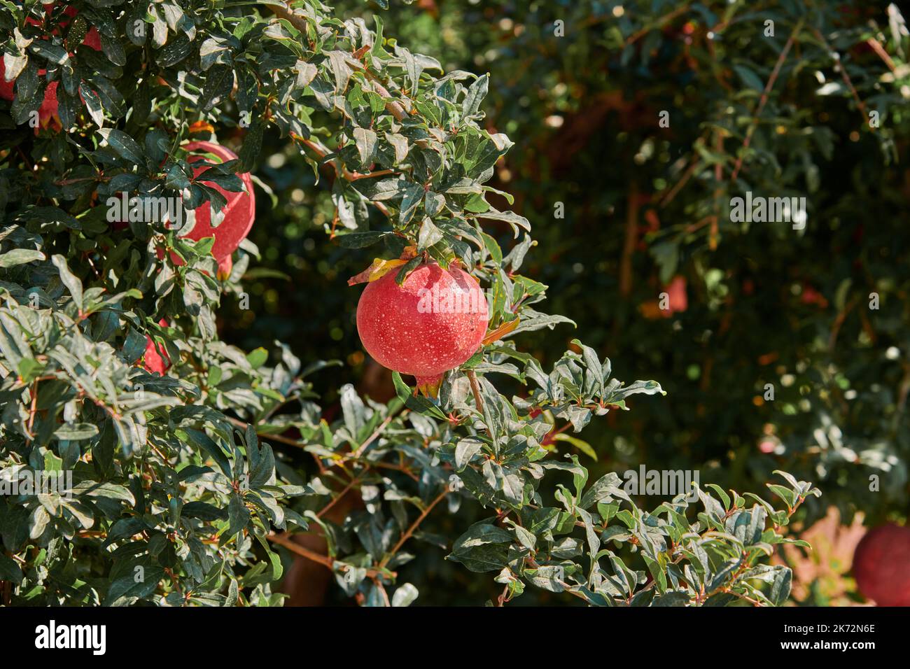 Organic pomegranate hanging on a tree branch on a sunny day Stock Photo ...