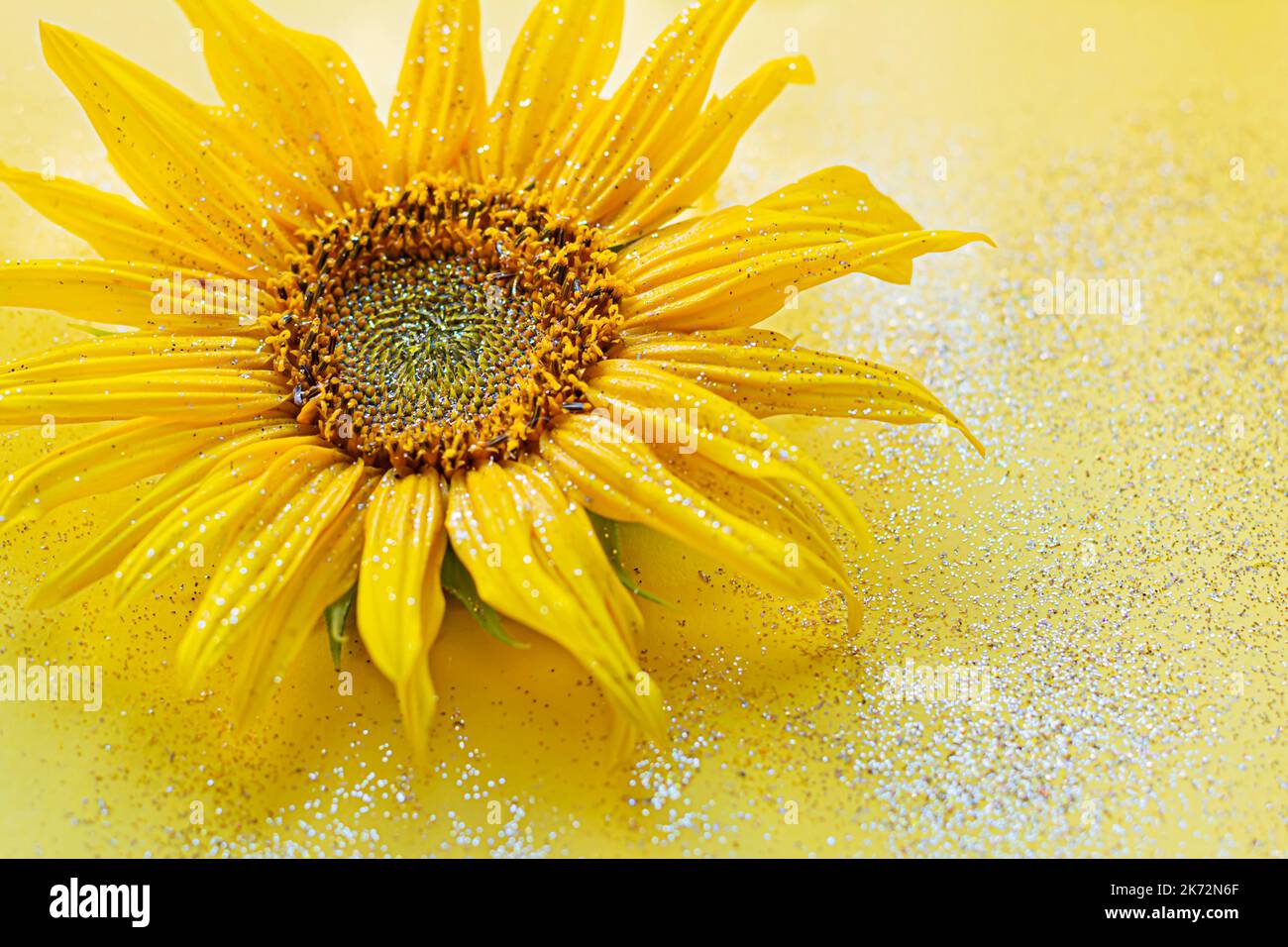 Sunflower flower on a yellow background with sparkles. Selective focus ...
