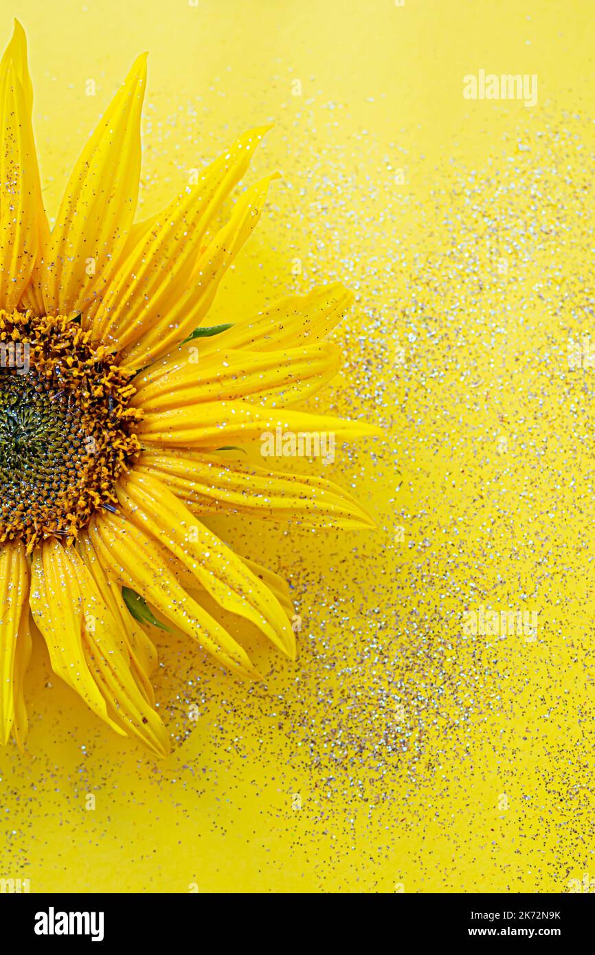 Sunflower flower on a yellow background with sparkles. Selective focus ...