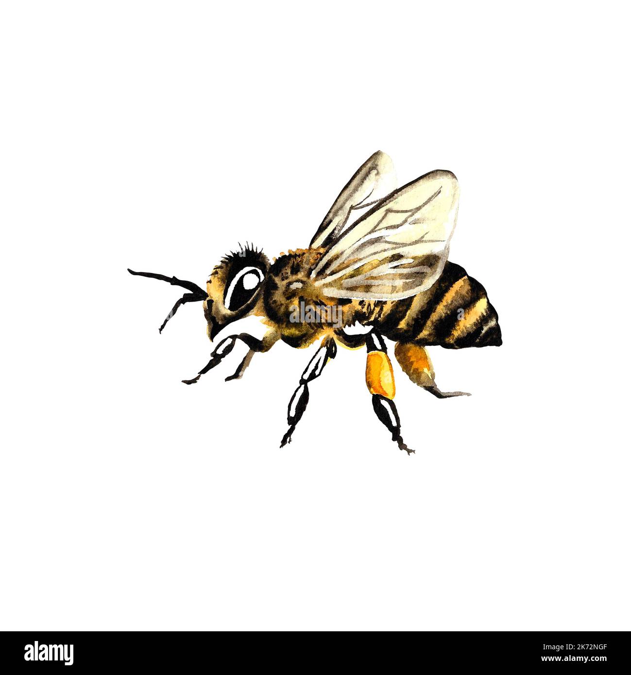 Realistic Honey Bee Tattoo
