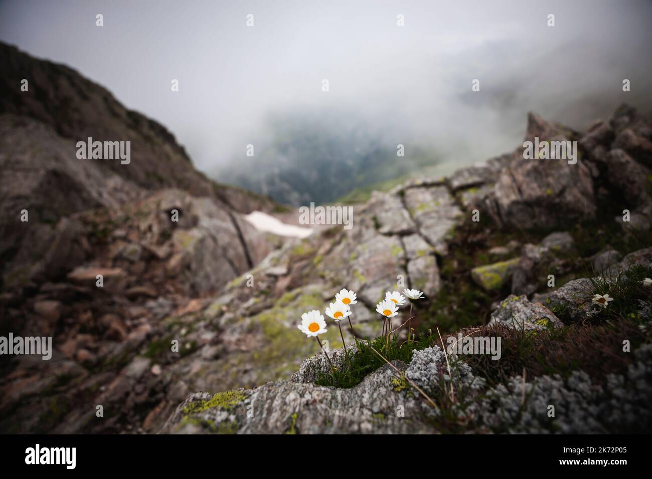 Wildflowers growing on rock Stock Photo - Alamy
