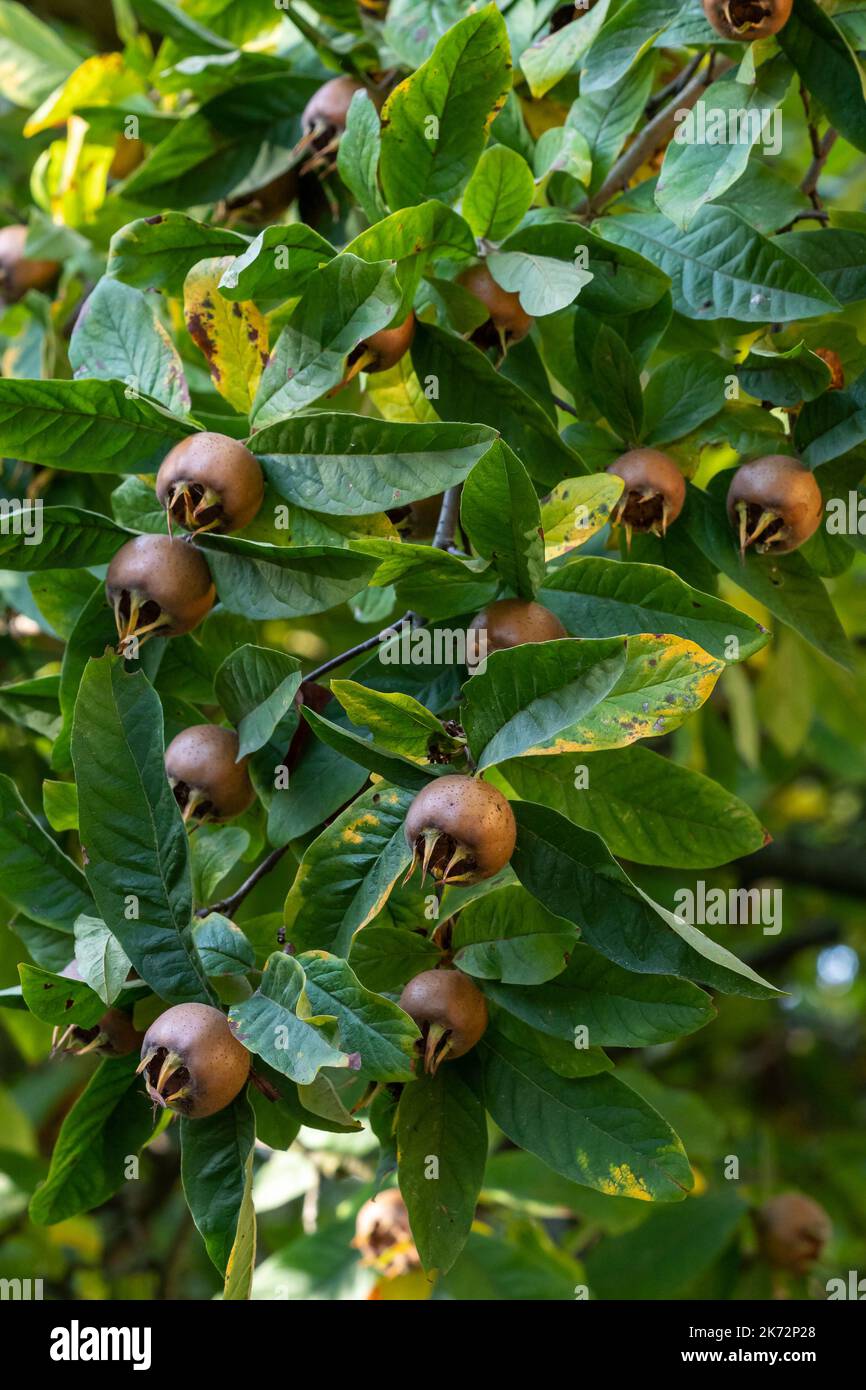Medlar fruit tree ripe edible fruits hi-res stock photography and ...