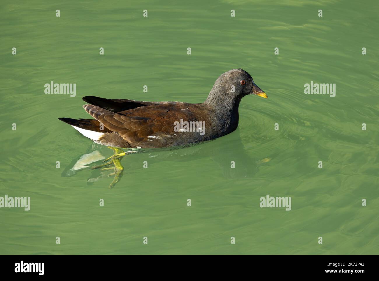 The Moorhen is one of the more common aquatic birds in UK. During ...