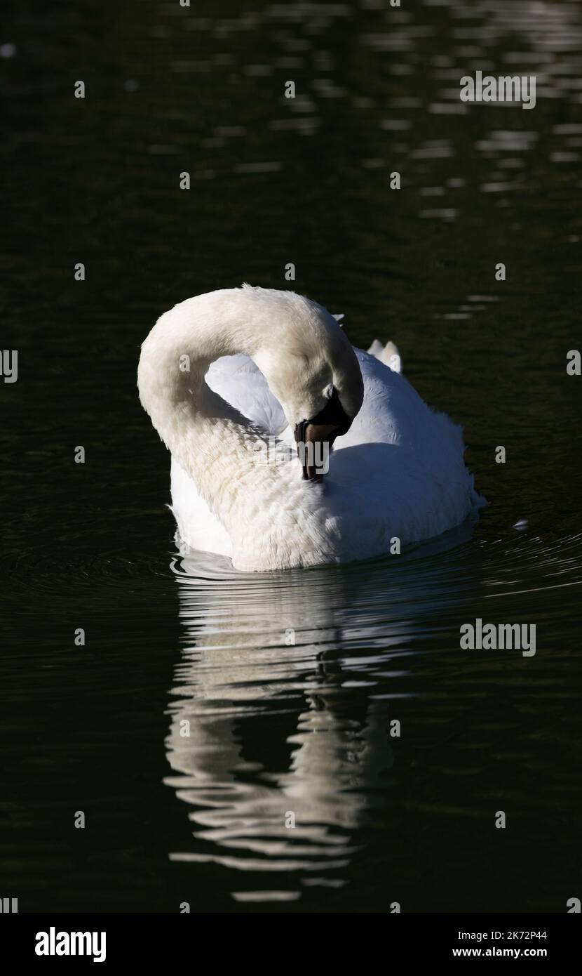 The Mute Swan is one of the largest birds native to the UK. They have ...