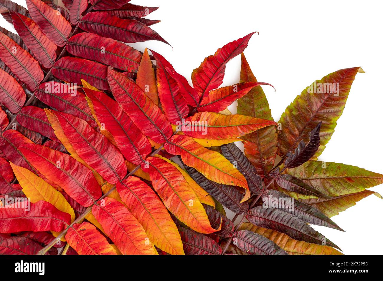 Autumn leaves on white background Stock Photo - Alamy