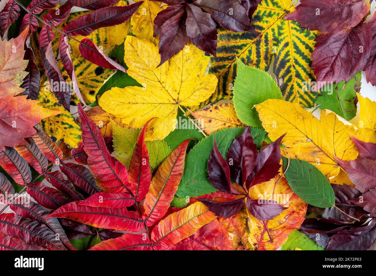 Collection of beautiful autumn leaves Stock Photo - Alamy