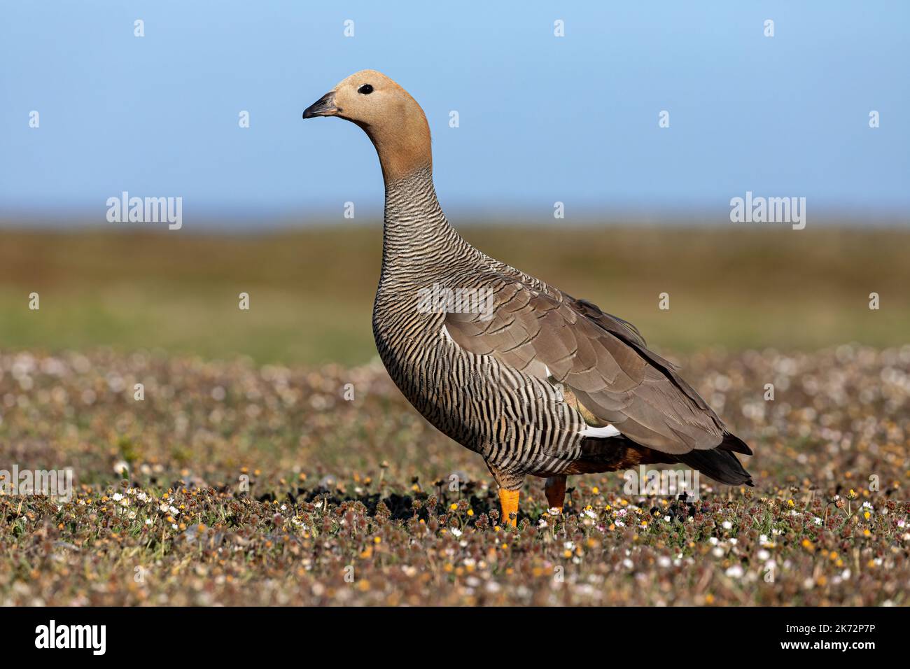 Ruddy headed Goose Stock Photo - Alamy