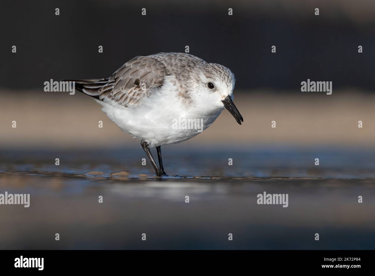 Sanderling, Calidris alba, adult non breeding/ winter plumage bird ...