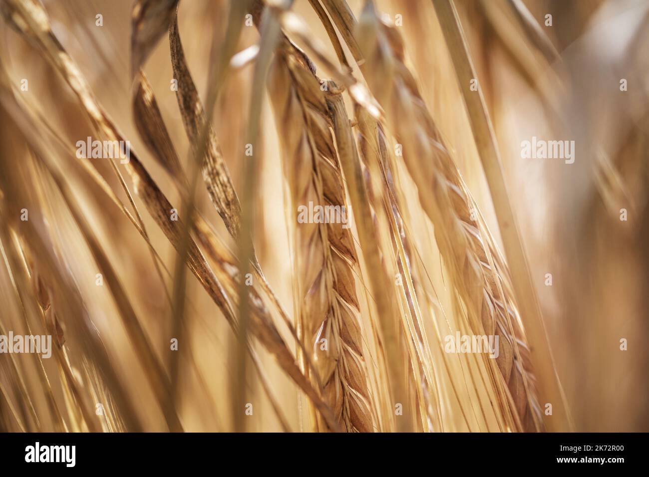 Types of barley hi-res stock photography and images - Alamy