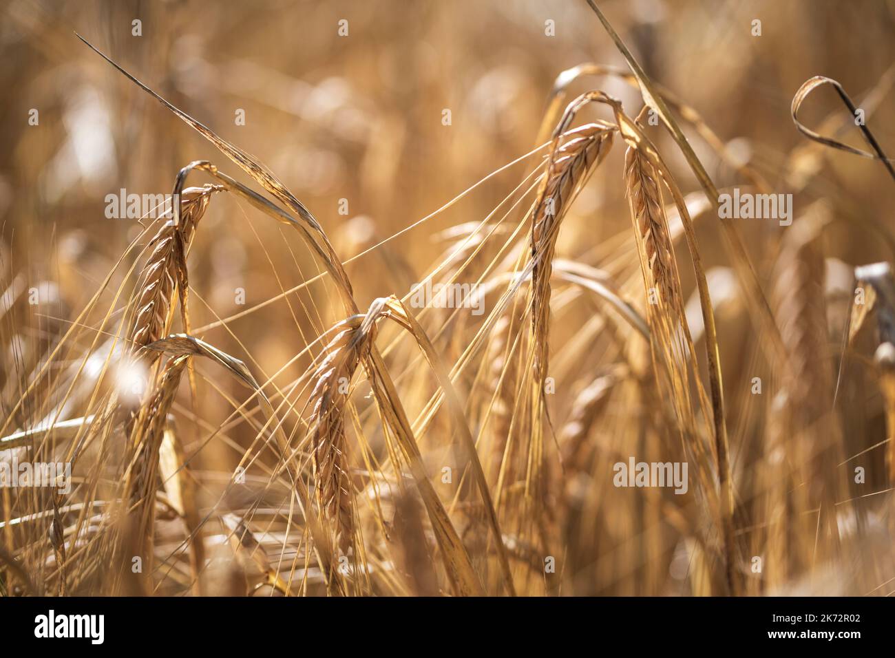 Types of barley hi-res stock photography and images - Alamy
