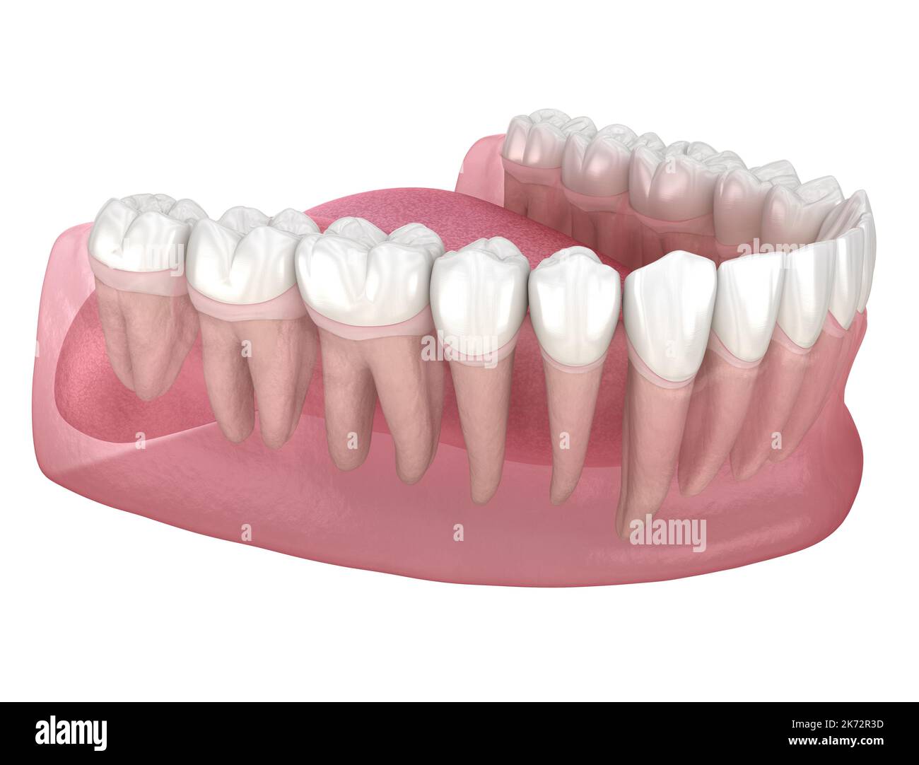 Morphology of human teeth. Medically accurate tooth 3D illustration ...