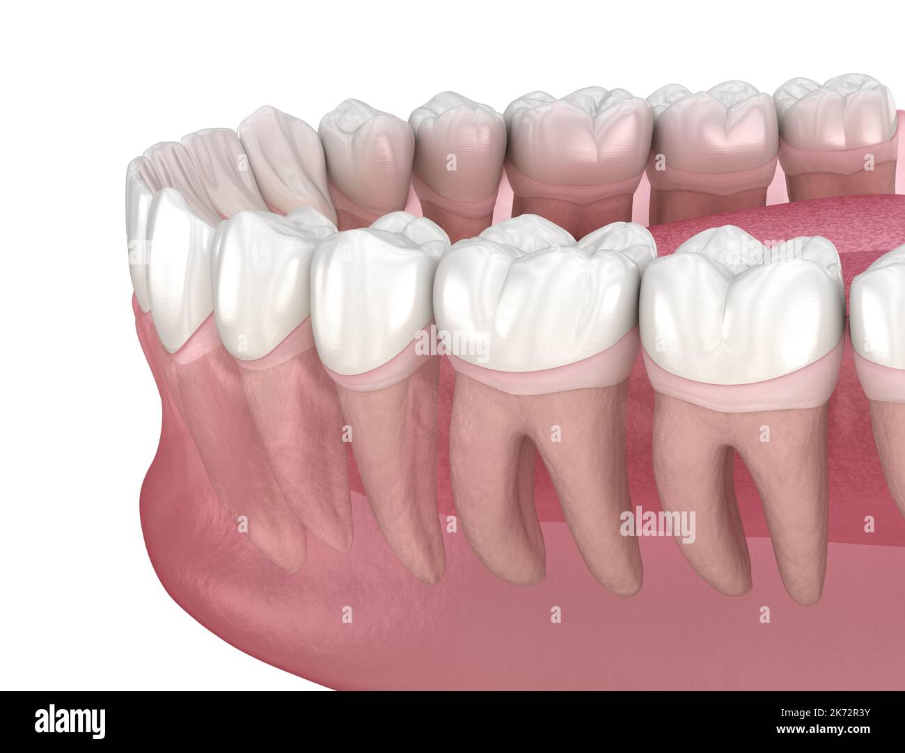 Morphology of human teeth. Medically accurate tooth 3D illustration ...