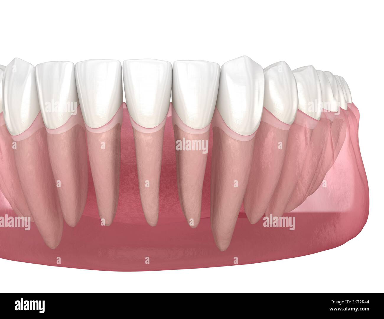 Morphology of human teeth. Medically accurate tooth 3D illustration ...