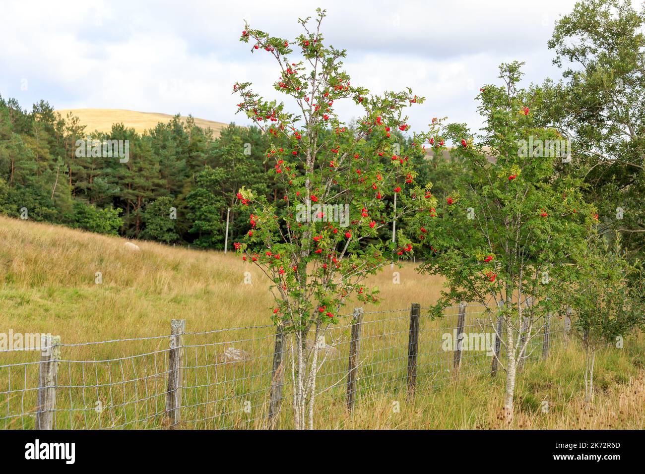 Small Rowan tree with berries growing at the side of a Scottish meadow ...