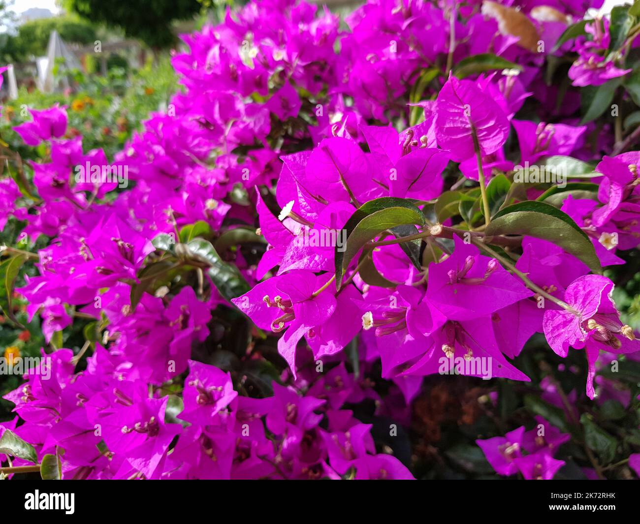 Blooming Pink Bougainvillea Flowers Close up Floral Background Stock blooming-pink-bougainvillea-flowers-close-up-floral-background-stock