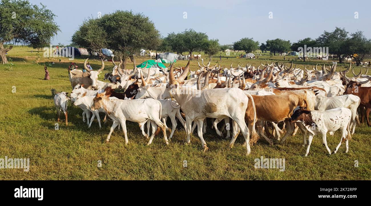 Starving cattle hi-res stock photography and images - Alamy