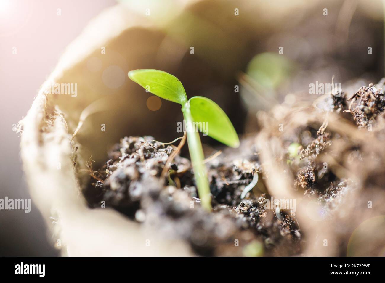 green seedling growing out of soil Stock Photo - Alamy