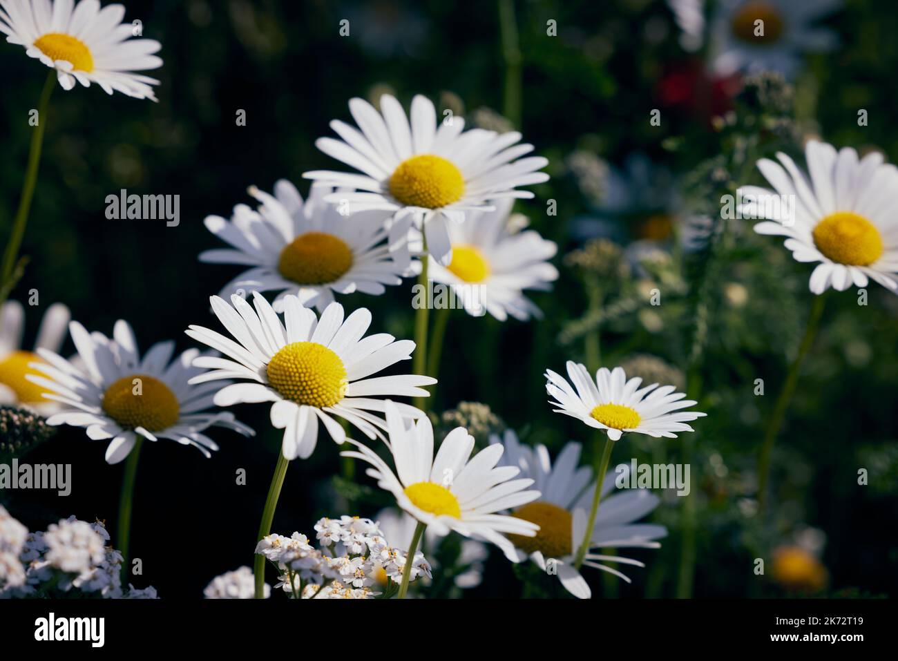 fresh white daisy flower field in denmark Stock Photo - Alamy