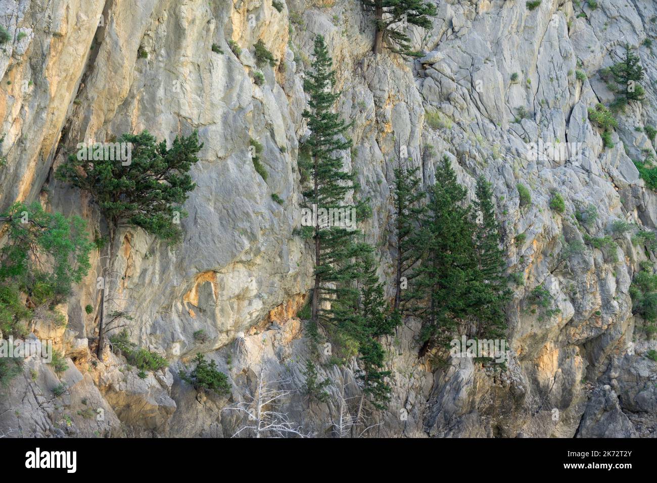 Green trees growing in the mountain rock. Background. Green canyon ...