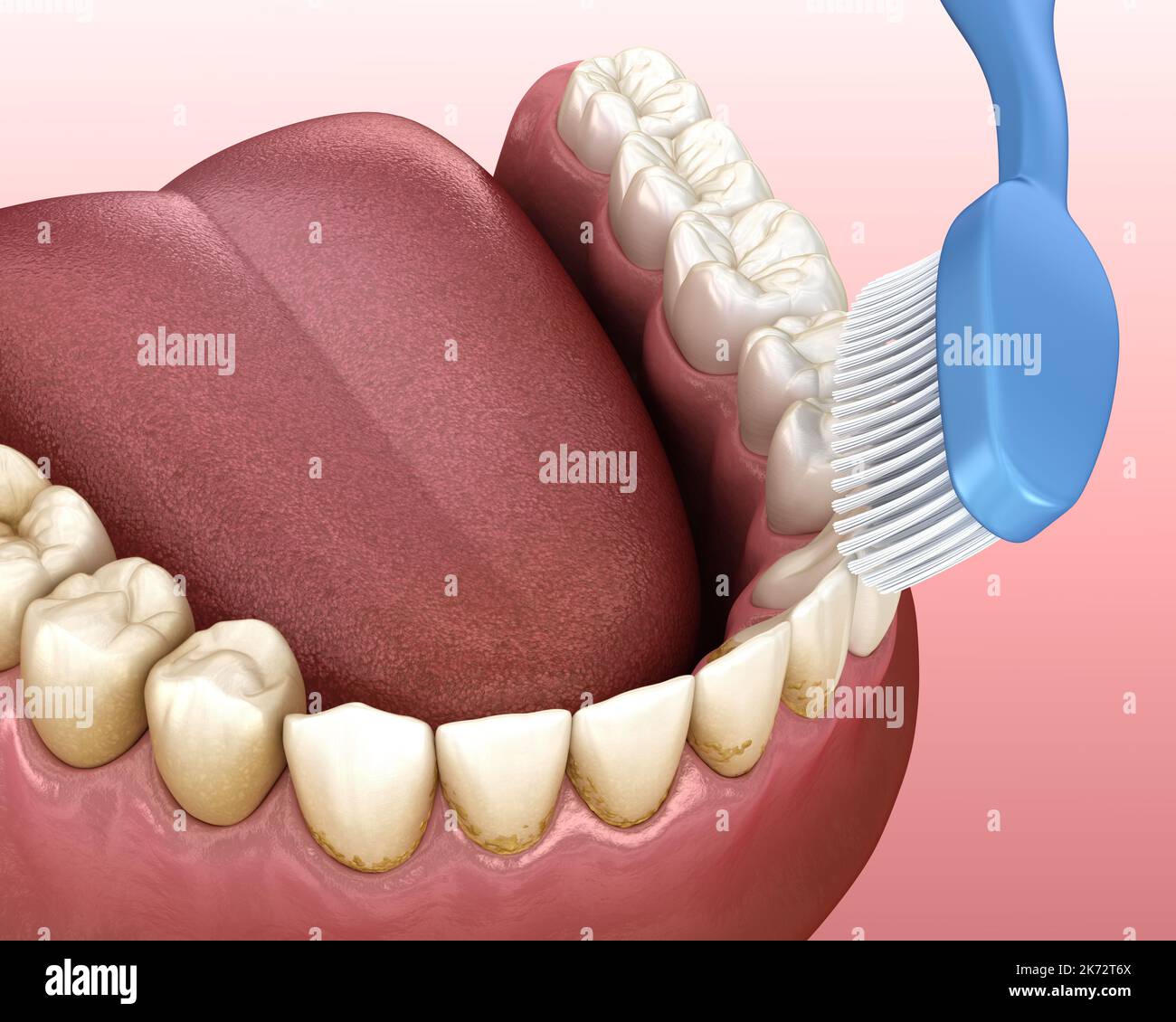 Toothbrush cleaning teeth. Medically accurate 3D illustration of oral ...