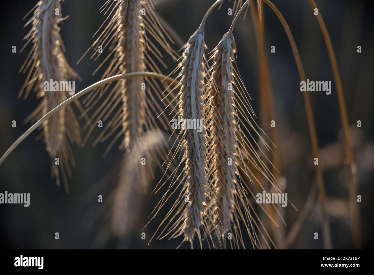 whole grain ears of rye Stock Photo - Alamy